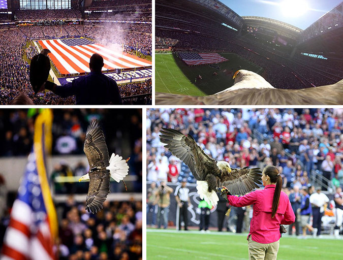 ‘Challenger’ the Bald Eagle Soars at NFL Games | American Eagle Foundation