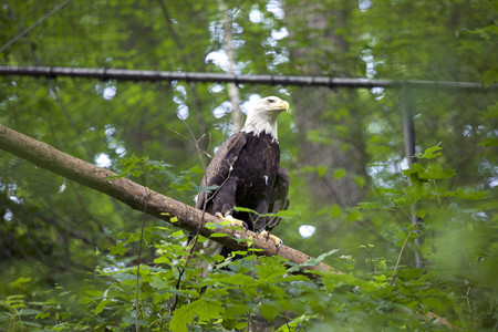 Dollywood Eagle Mountain Sanctuary | American Eagle Foundation