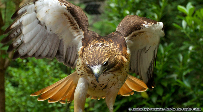 Keowah | American Eagle Foundation