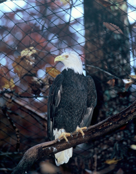 Pilgrim | American Eagle Foundation