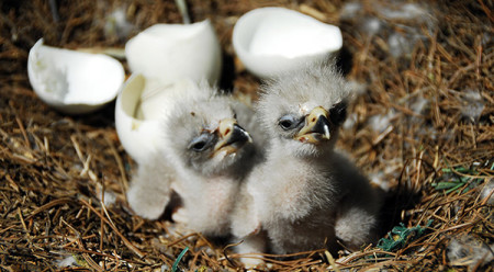 Captive Eagle Breeding | American Eagle Foundation
