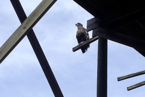 Eagle Hacking | American Eagle Foundation