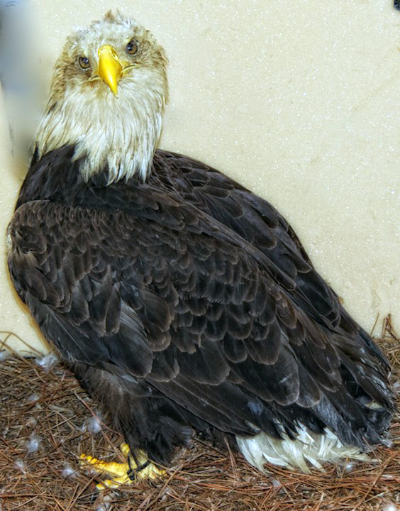 Pilgrim | American Eagle Foundation