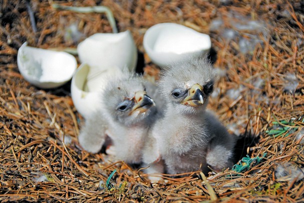 Foundation Celebrates 25 Years of Protecting Eagles | American Eagle ...