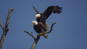 Bald Eagle Behavior | American Eagle Foundation
