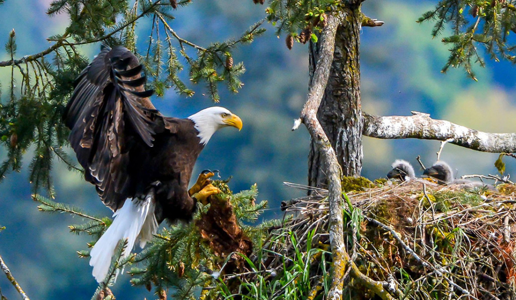 About Bald Eagles | American Eagle Foundation