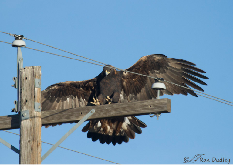 Golden Eagles – Dangers | American Eagle Foundation