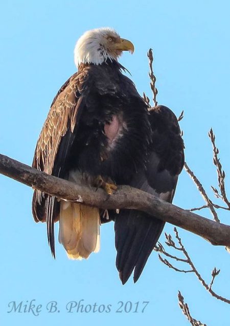 Bald Eagle Biology | American Eagle Foundation