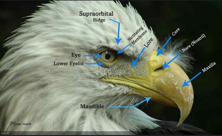 Bald Eagle Biology | American Eagle Foundation
