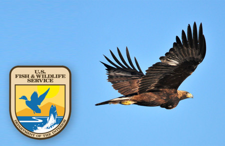Golden Eagles Protection Laws | American Eagle Foundation
