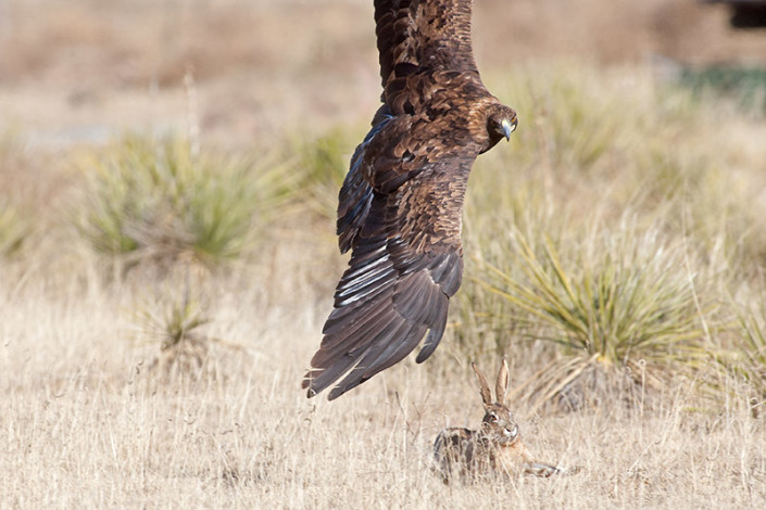 Golden Eagle Diet | American Eagle Foundation