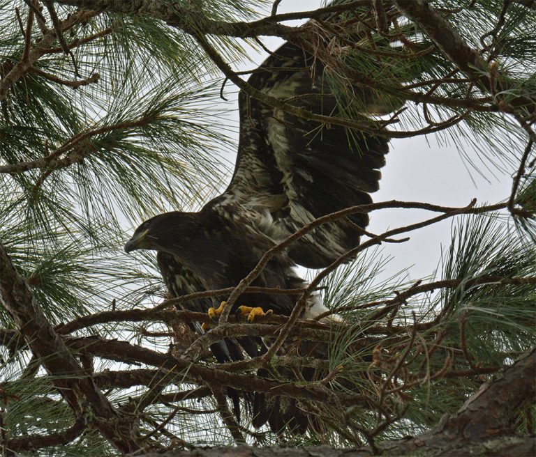 Hope Fledges! | American Eagle Foundation