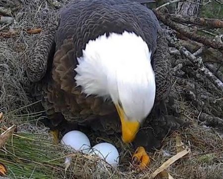 ‘Tis the Season for Hatching Eagle Eggs | American Eagle Foundation