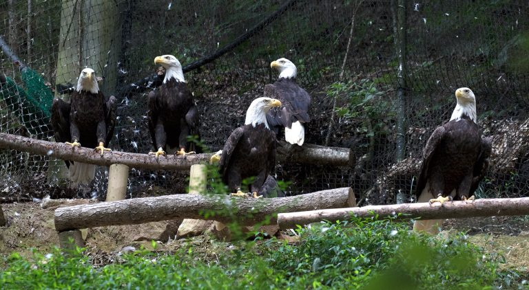 Bald Eagles | American Eagle Foundation
