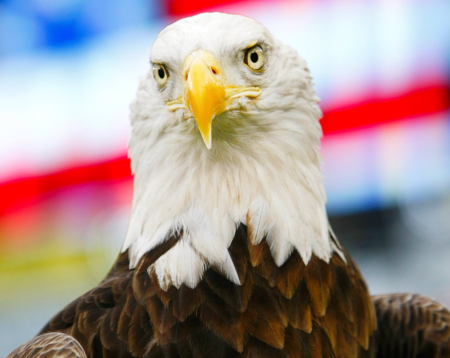 American Eagle Day 2018 | American Eagle Foundation