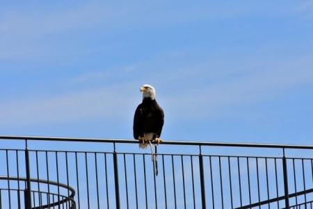 5 Best Eagle Cams From Florida To Washington | American Eagle Foundation