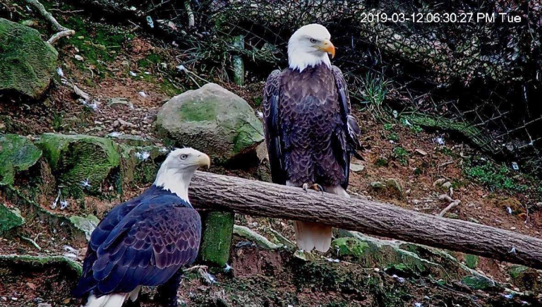 Eagle Mountain Sanctuary | American Eagle Foundation