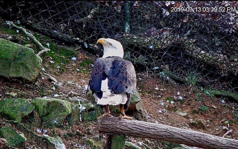 Eagle Mountain Sanctuary | American Eagle Foundation