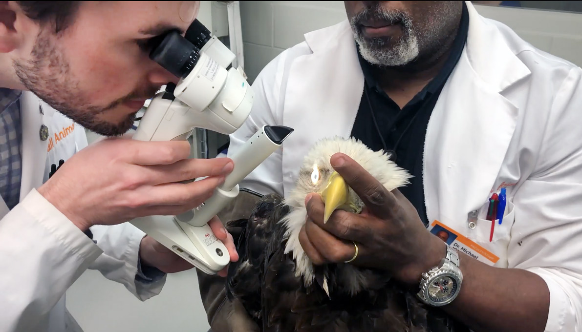 2019 Dollywood Nesting Season | American Eagle Foundation