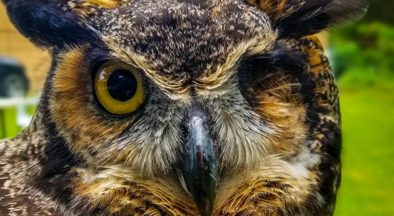 Owlice | American Eagle Foundation