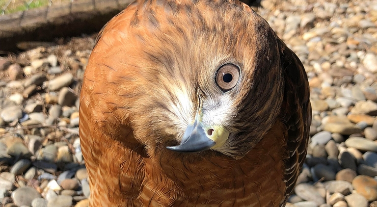 Hawks | American Eagle Foundation