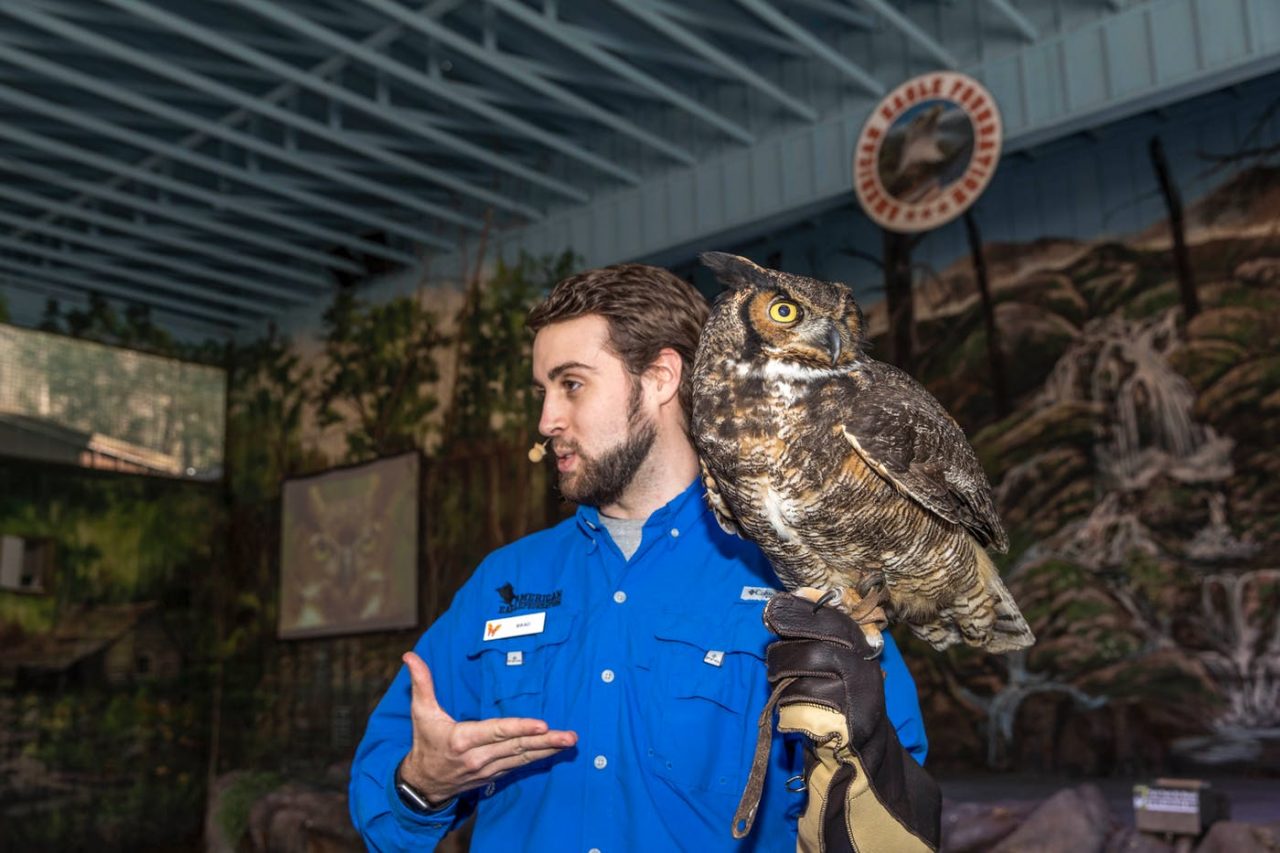 American Eagle Foundation | Protecting and Caring for Bald Eagles and ...