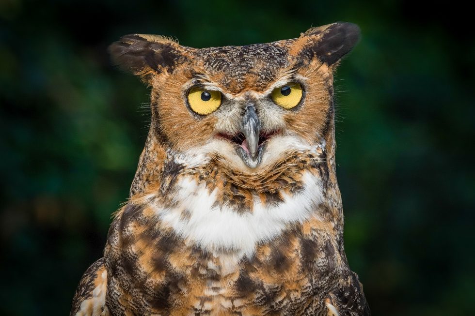 MEET OUR BIRDS | American Eagle Foundation