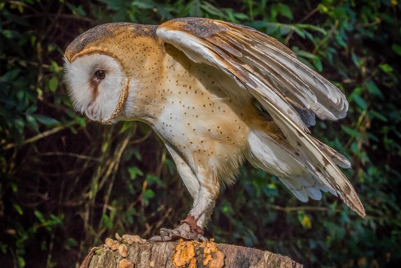 MEET OUR BIRDS | American Eagle Foundation