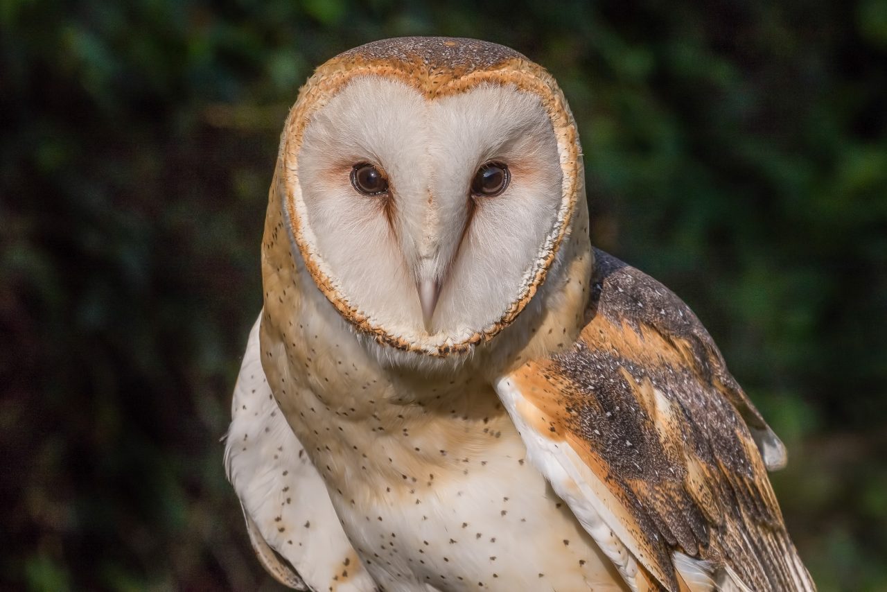 MEET OUR BIRDS | American Eagle Foundation