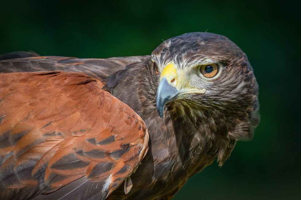 MEET OUR BIRDS | American Eagle Foundation