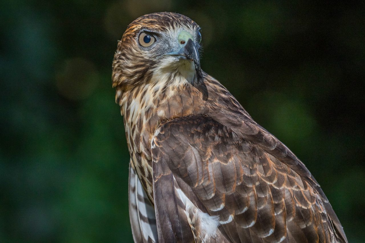 MEET OUR BIRDS | American Eagle Foundation