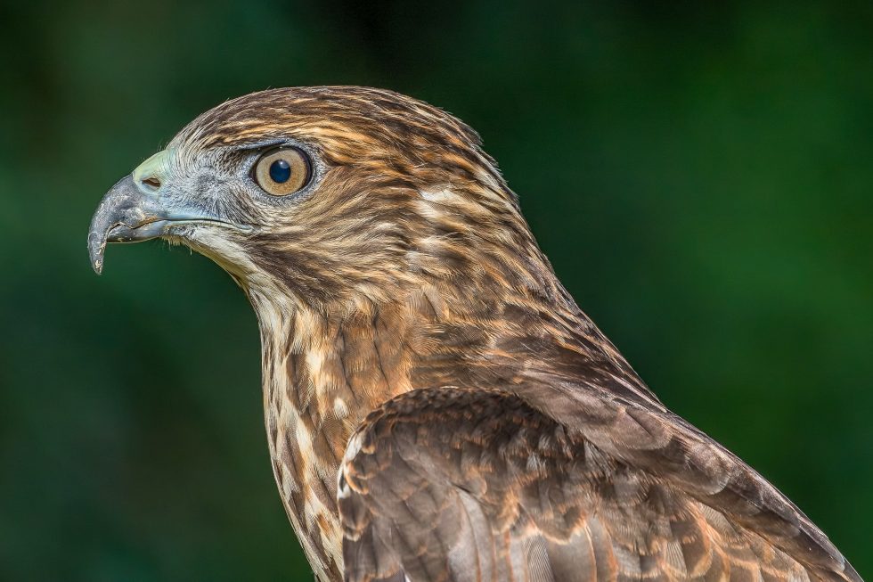 MEET OUR BIRDS | American Eagle Foundation