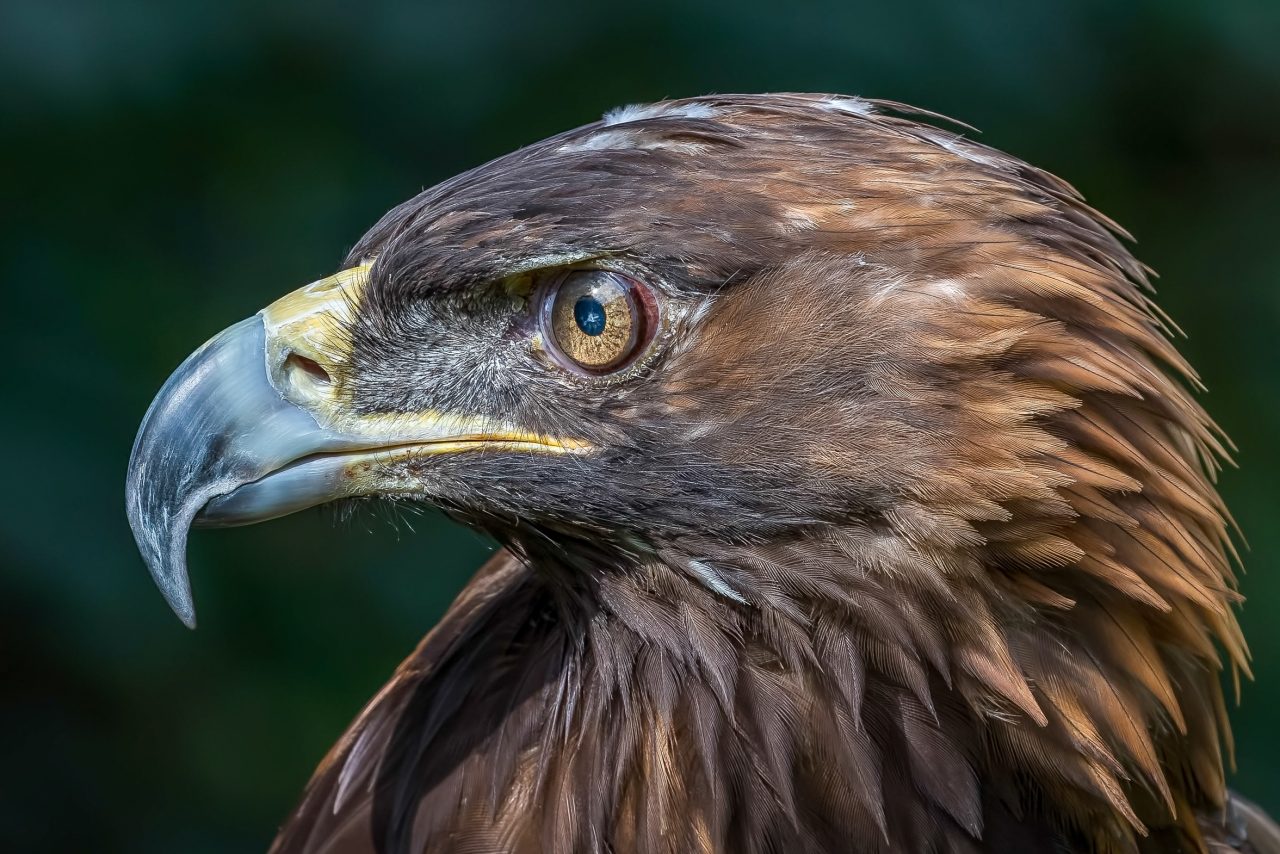 MEET OUR BIRDS | American Eagle Foundation