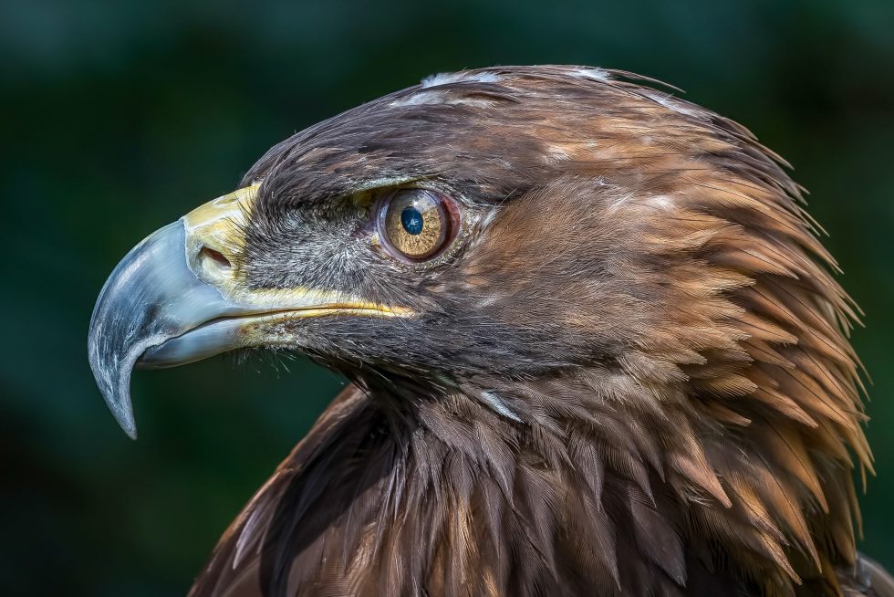 MEET OUR BIRDS | American Eagle Foundation