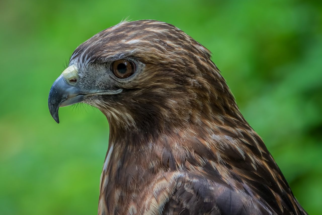 MEET OUR BIRDS | American Eagle Foundation