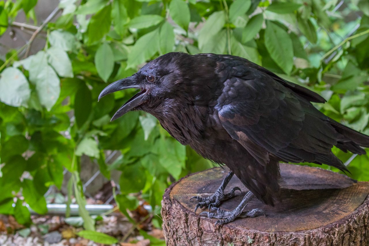 Poe | American Eagle Foundation