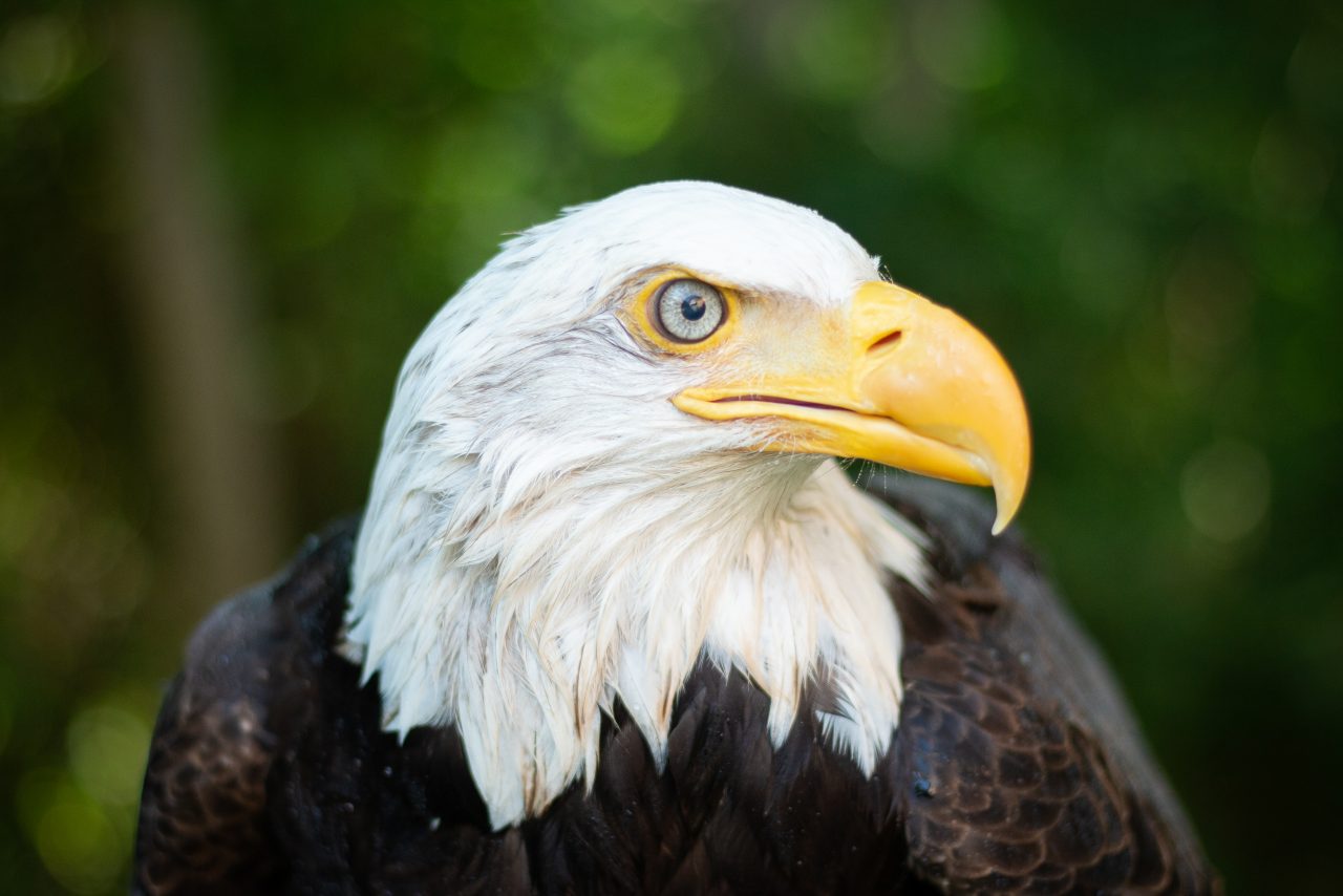 MEET OUR BIRDS | American Eagle Foundation