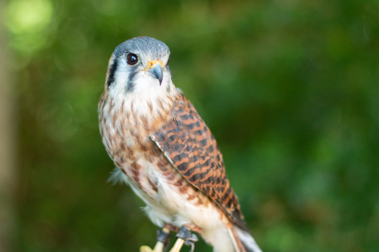 MEET OUR BIRDS | American Eagle Foundation