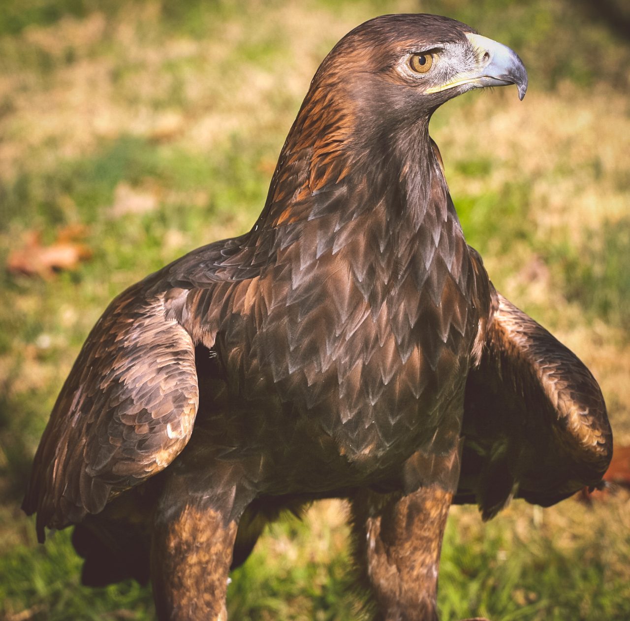 MEET OUR BIRDS | American Eagle Foundation