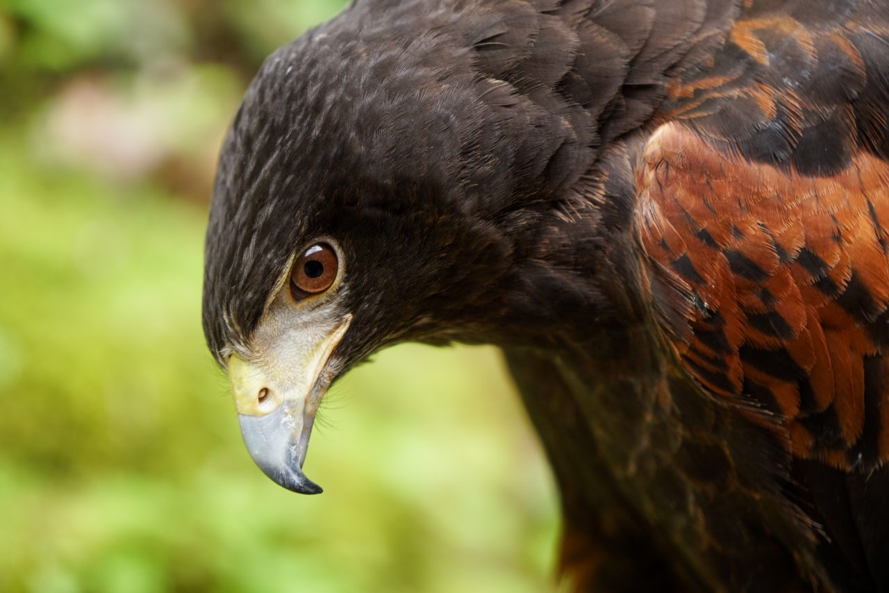 MEET OUR BIRDS | American Eagle Foundation
