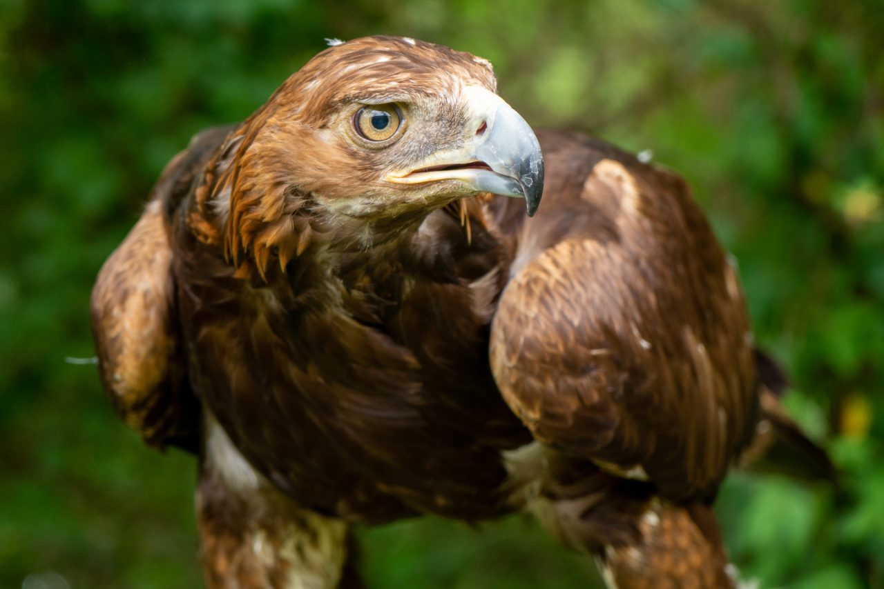 MEET OUR BIRDS | American Eagle Foundation