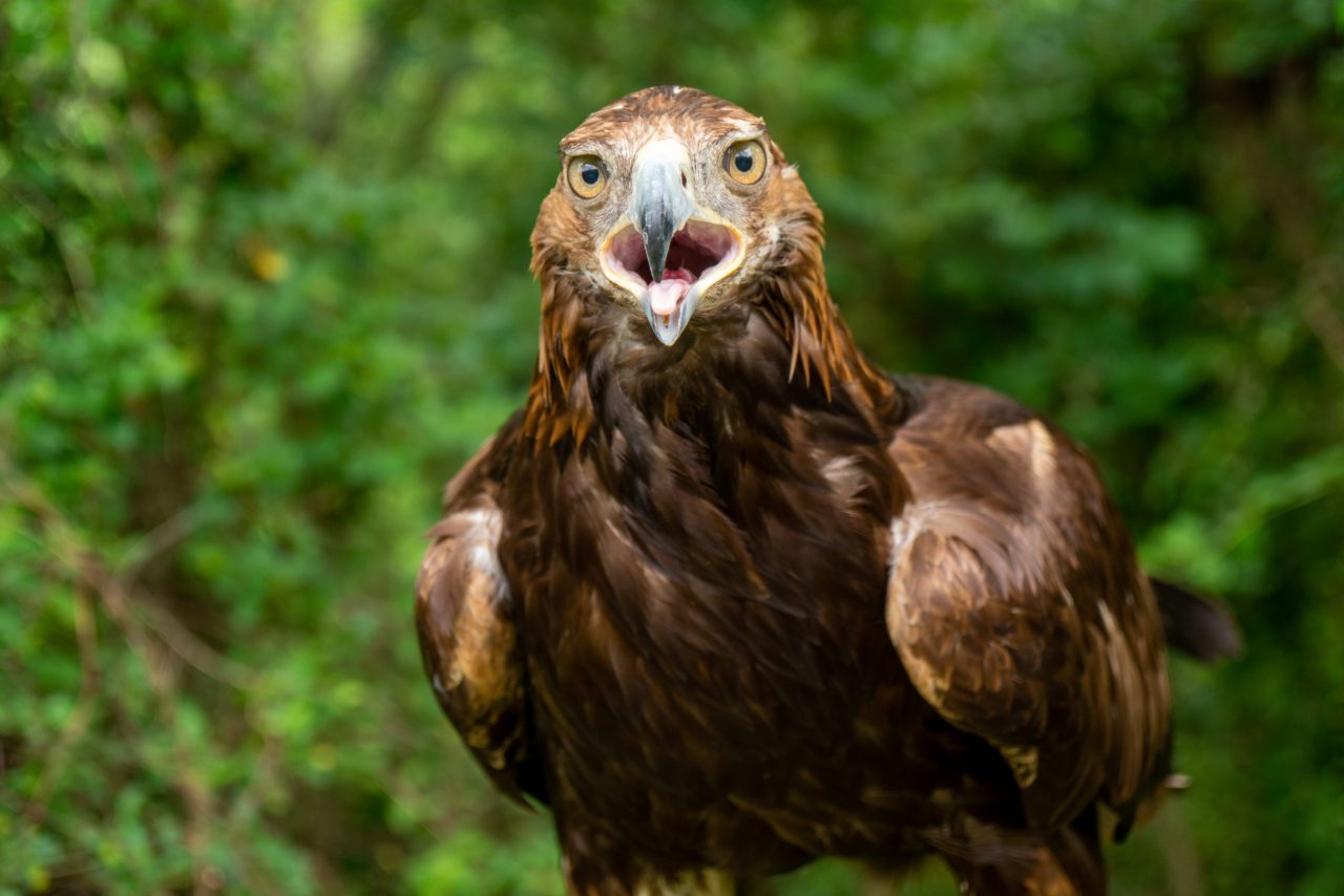 MEET OUR BIRDS | American Eagle Foundation