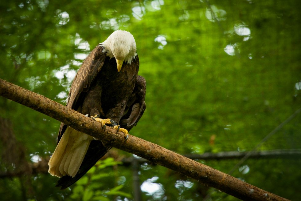 MEET OUR BIRDS | American Eagle Foundation