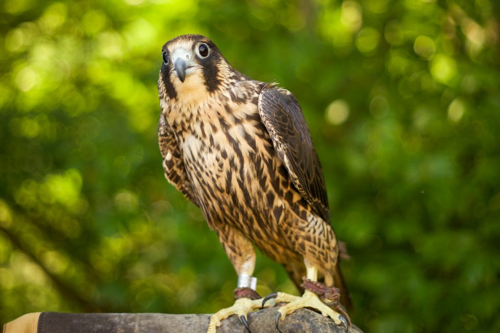 Falcons | American Eagle Foundation