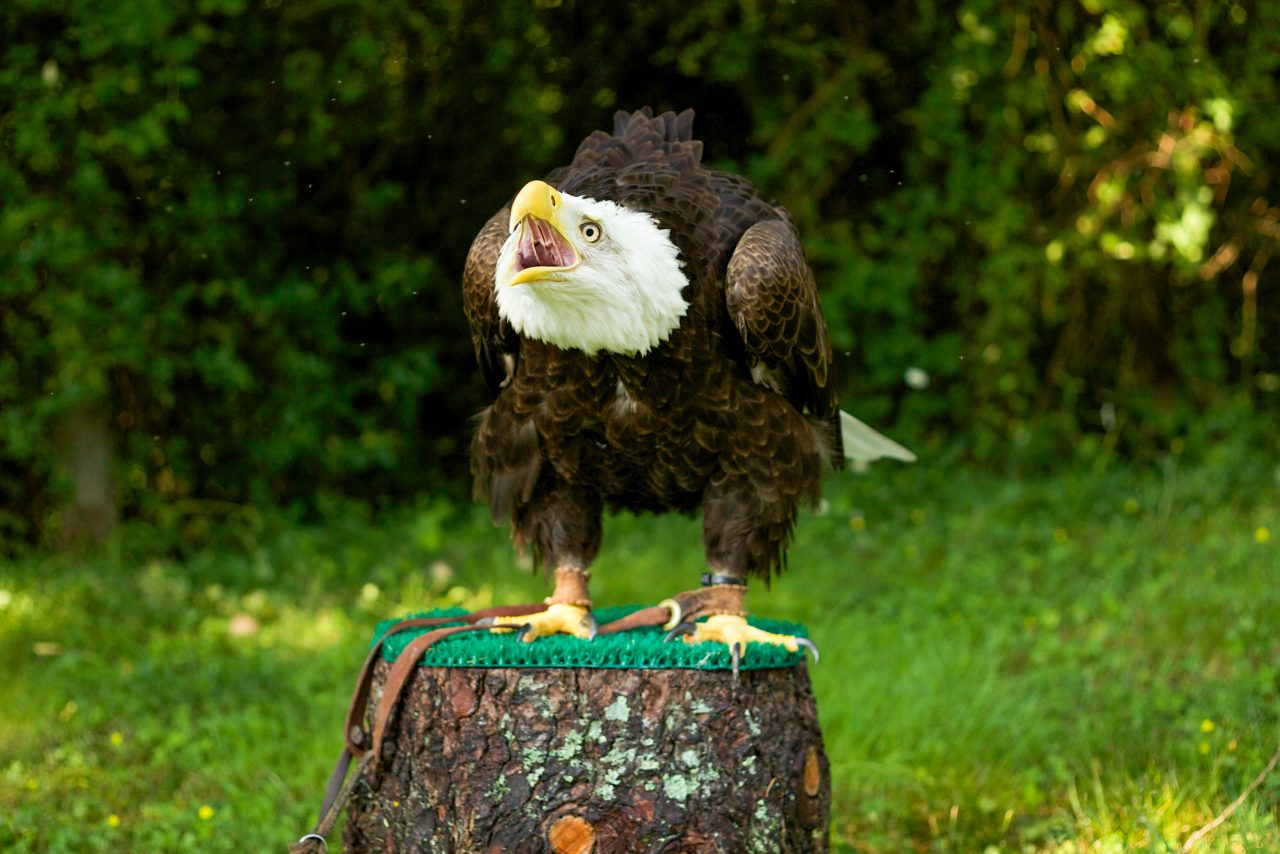 Majesty | American Eagle Foundation