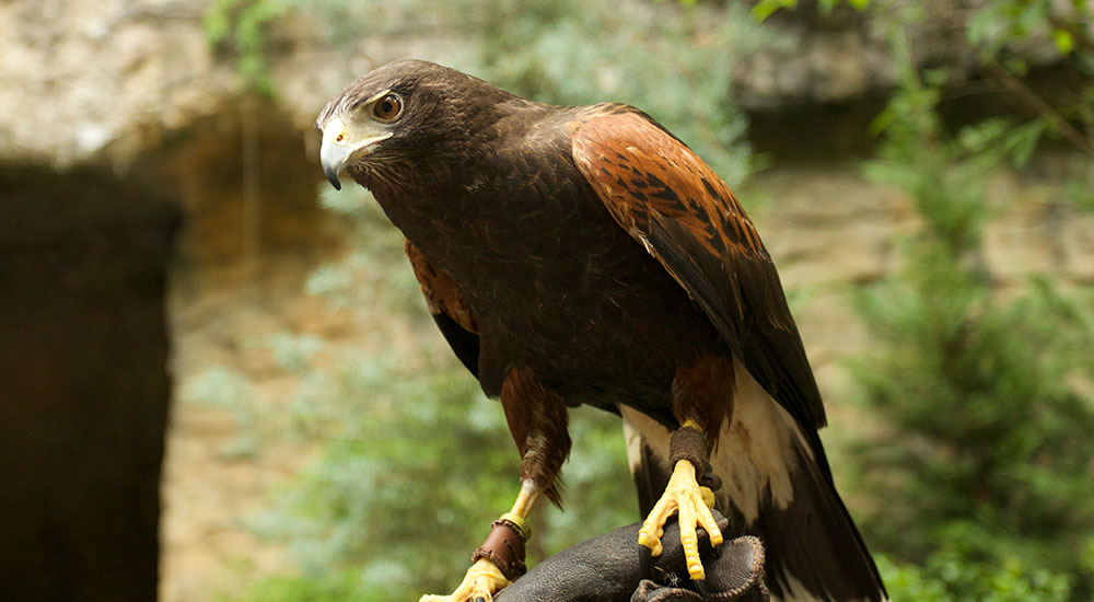 Hawks | American Eagle Foundation