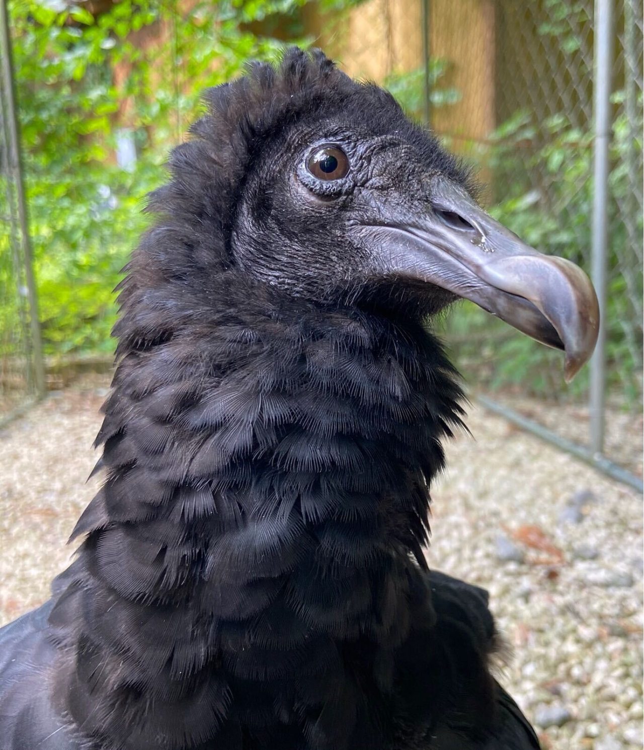 Beatrice | American Eagle Foundation