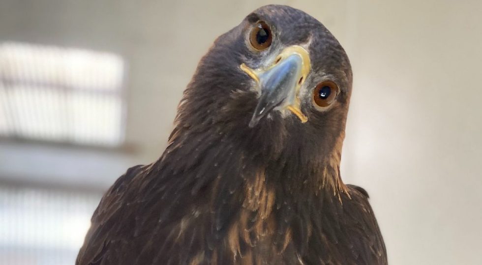 Golden Eagles | American Eagle Foundation