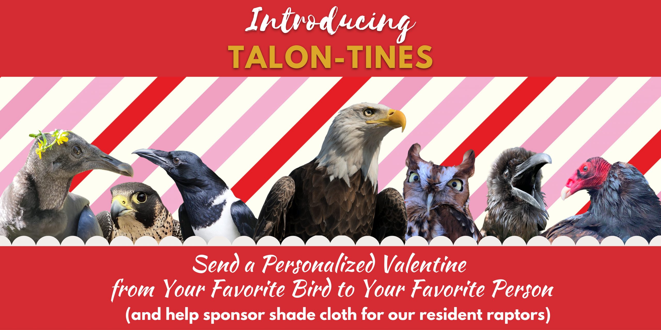 Talon-tines | American Eagle Foundation