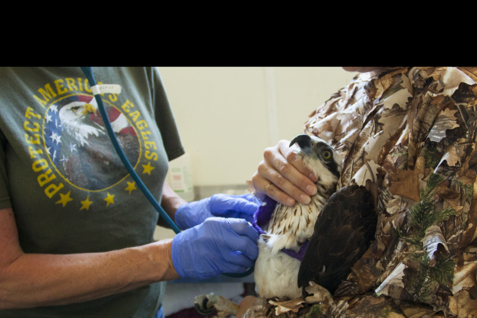American Eagle Foundation | Protecting and Caring for Bald Eagles and ...